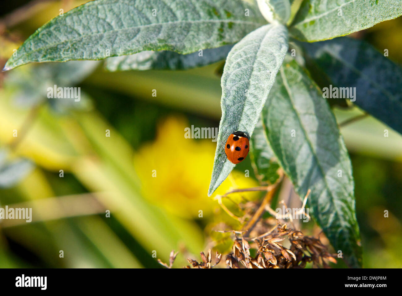 Seven spot ladybird hibernating hi-res stock photography and images - Alamy