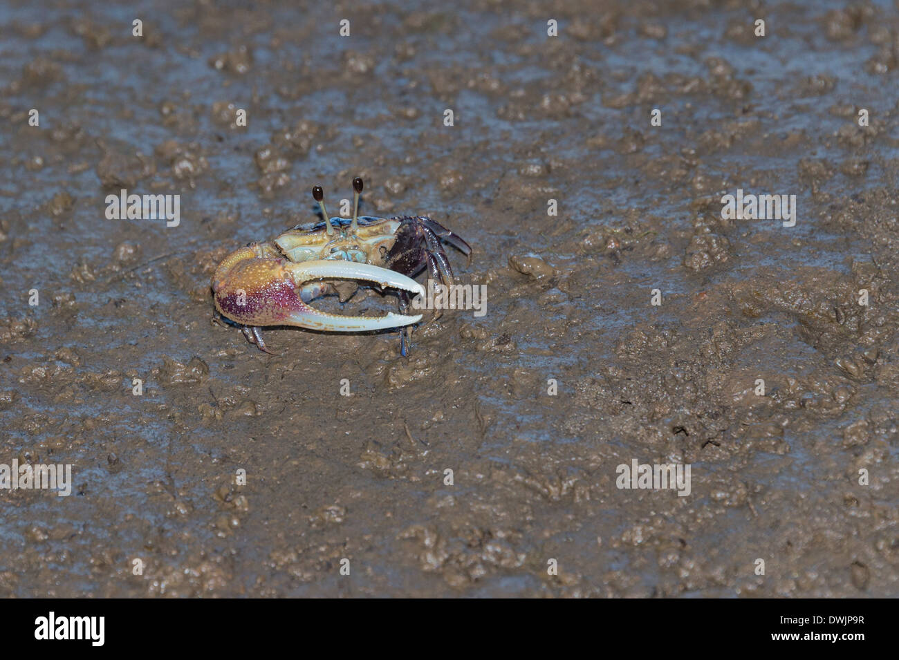 Fiddler crab family hi-res stock photography and images - Alamy