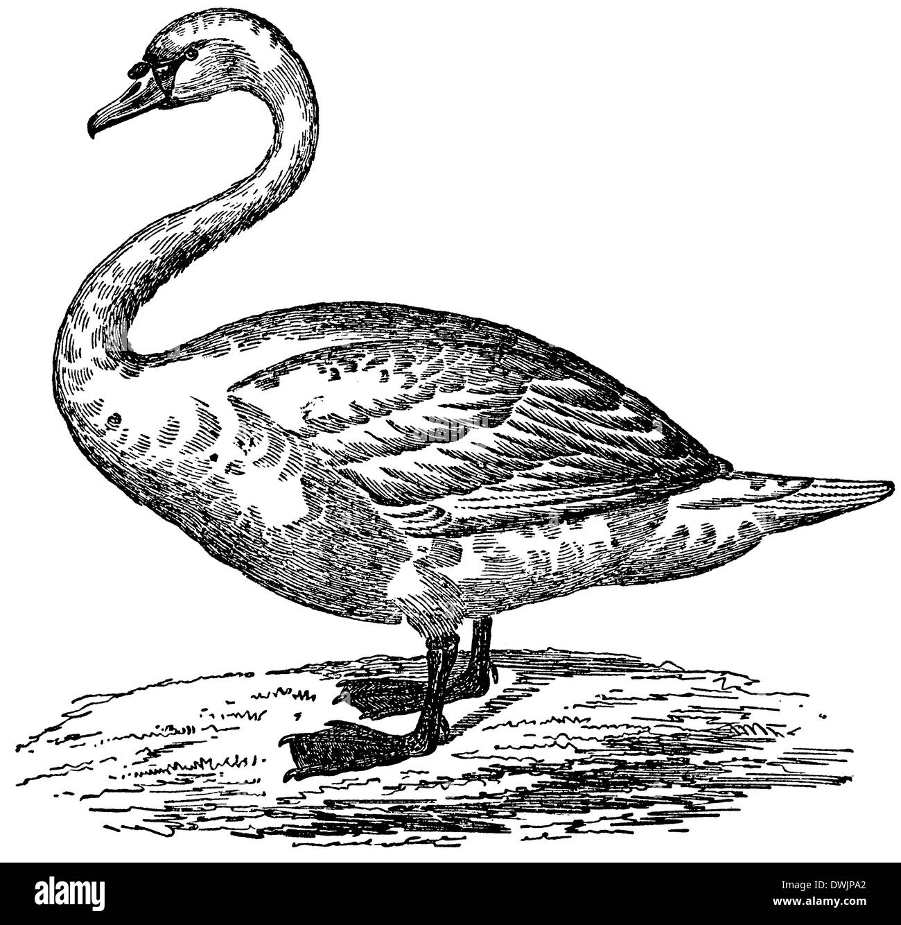 Swan drawing Black and White Stock Photos & Images - Alamy