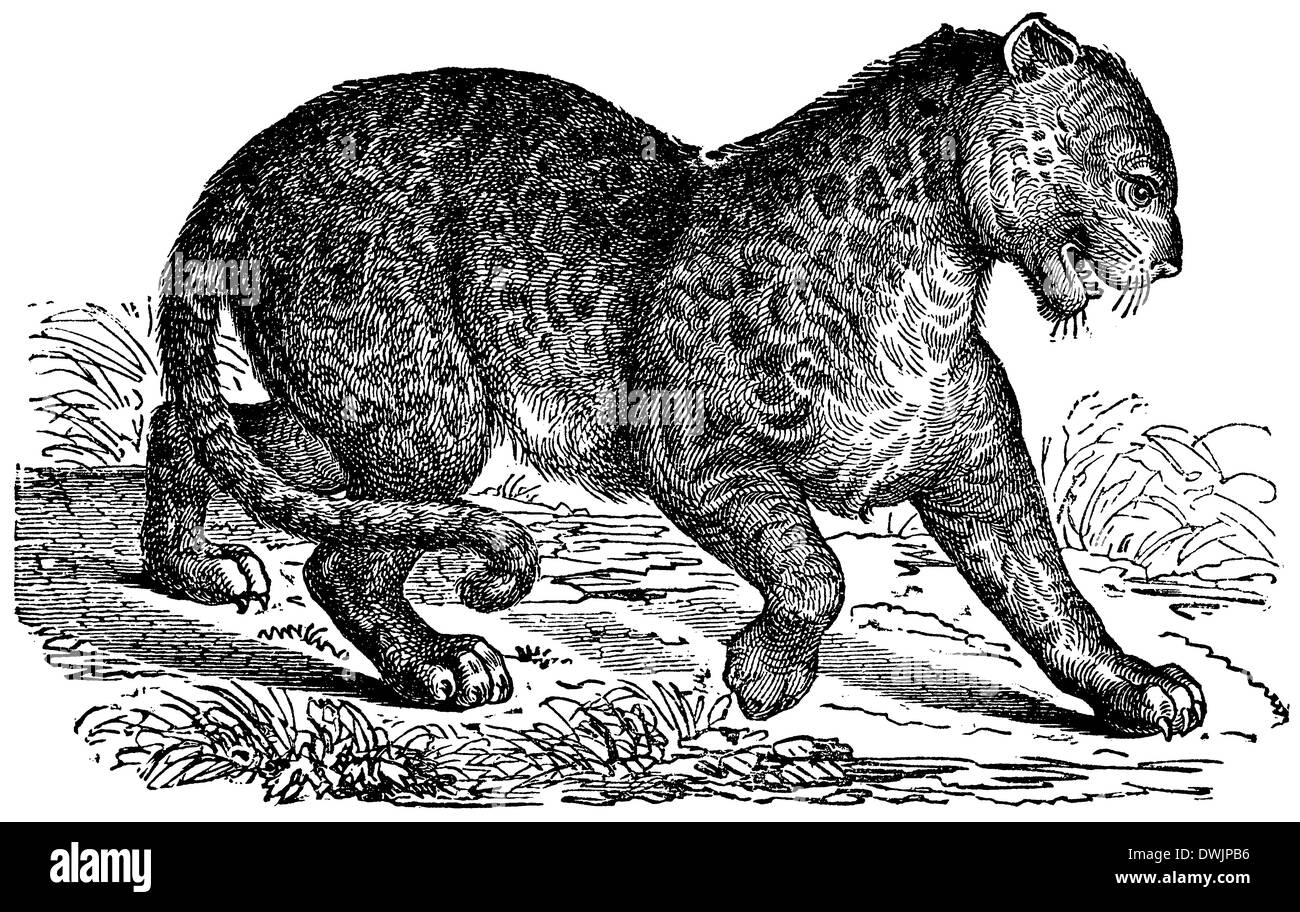 White panther hi-res stock photography and images - Alamy