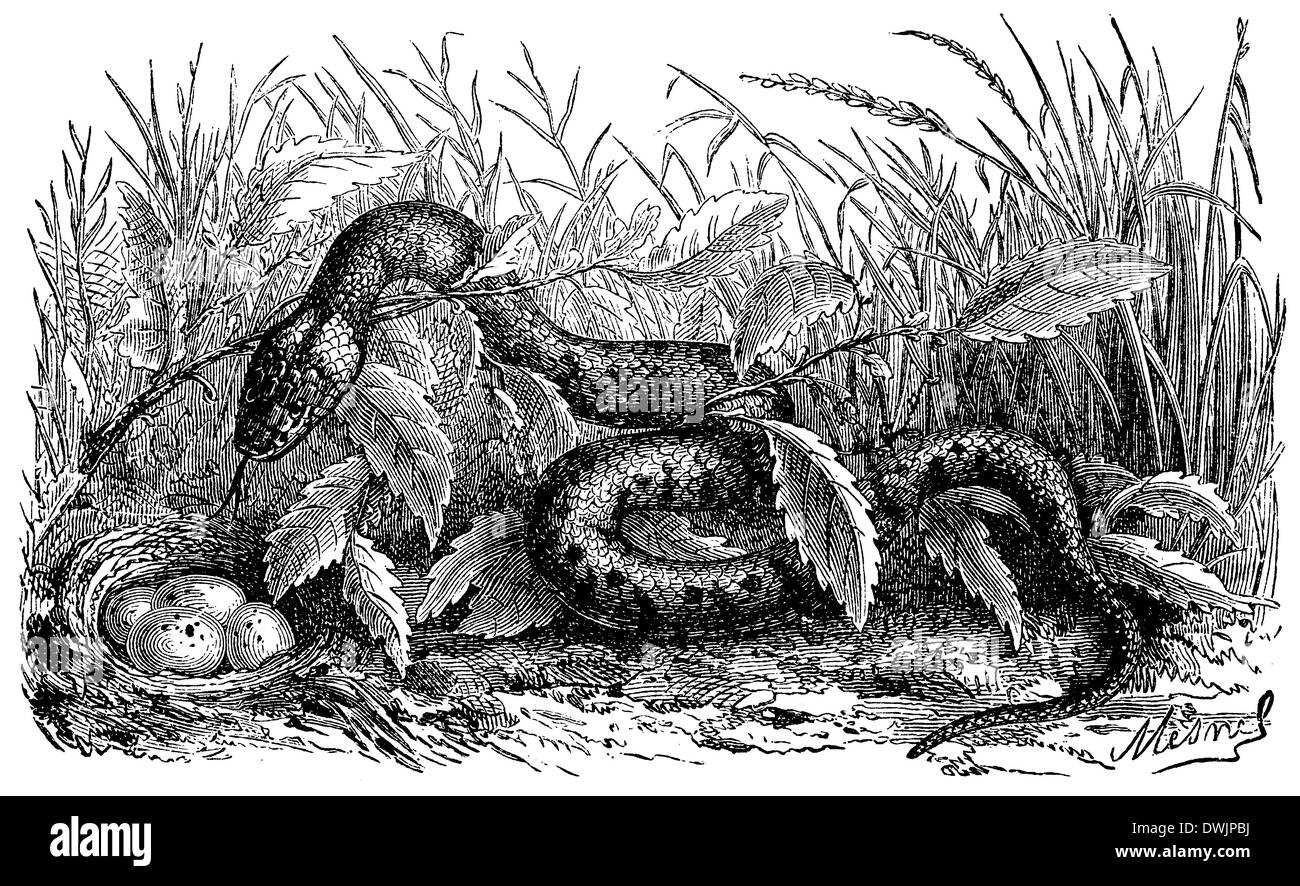 Tropidonotus natrix hi-res stock photography and images - Alamy