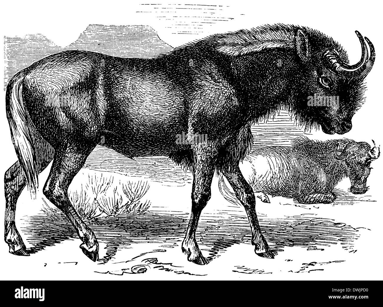 Wildebeest gnu drawing hi-res stock photography and images - Alamy