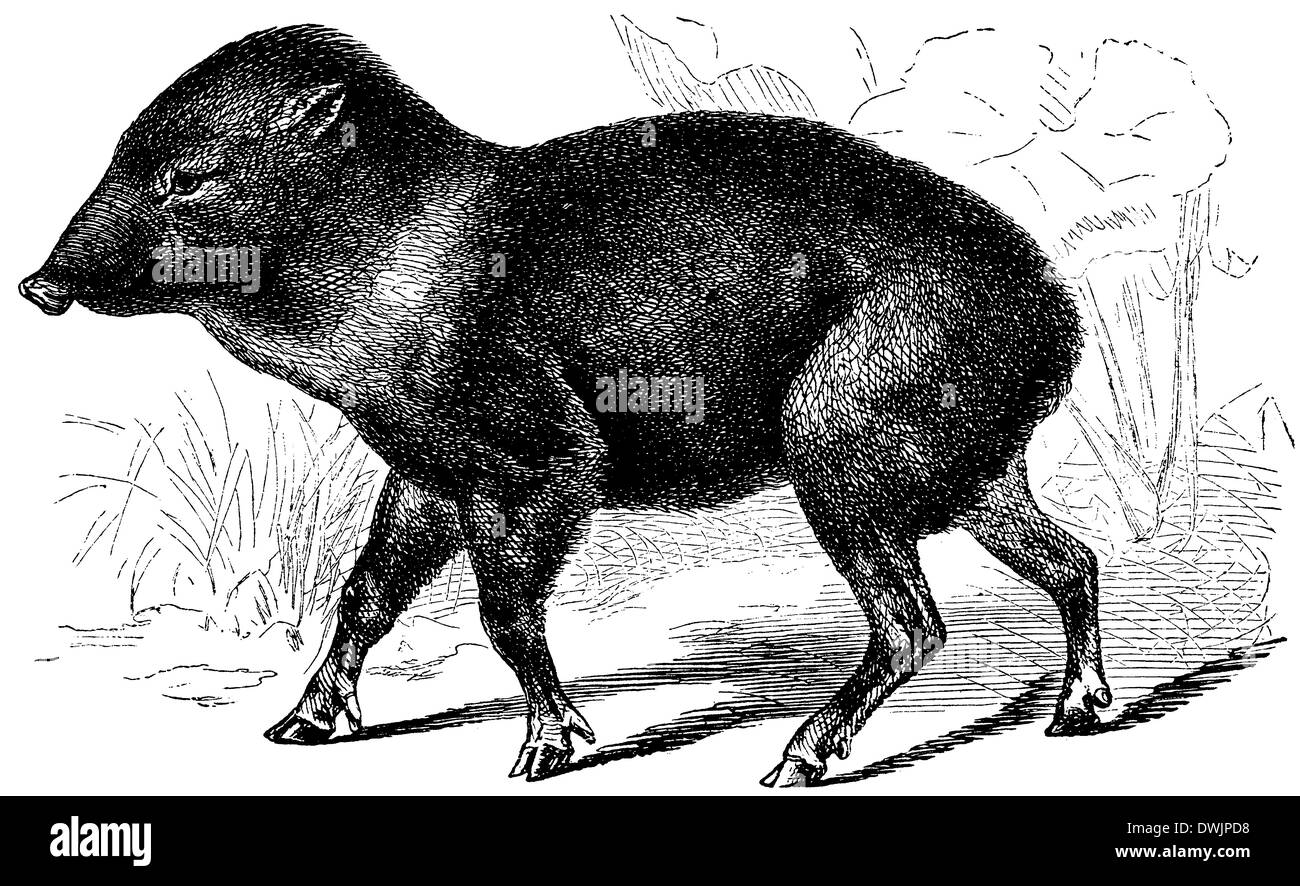 Peccary drawing hi-res stock photography and images - Alamy