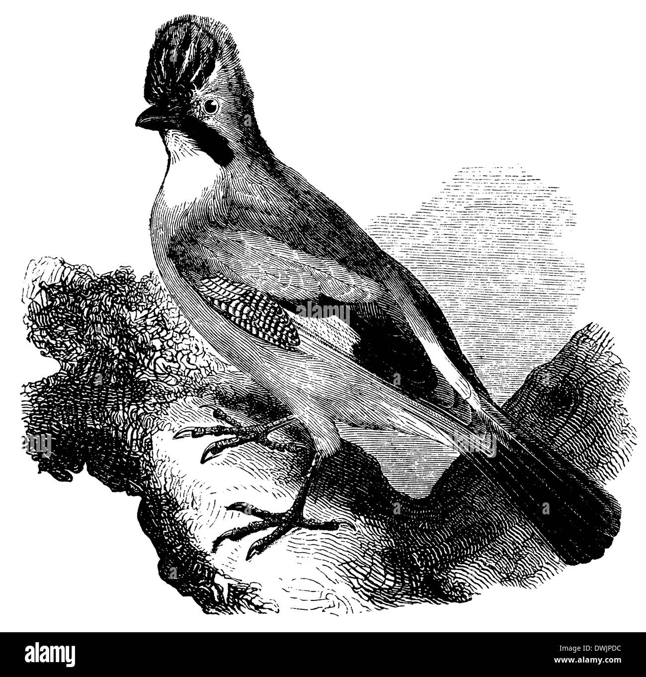 Wood jay Black and White Stock Photos & Images - Alamy