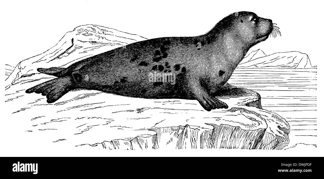 Seal figure hi-res stock photography and images - Alamy