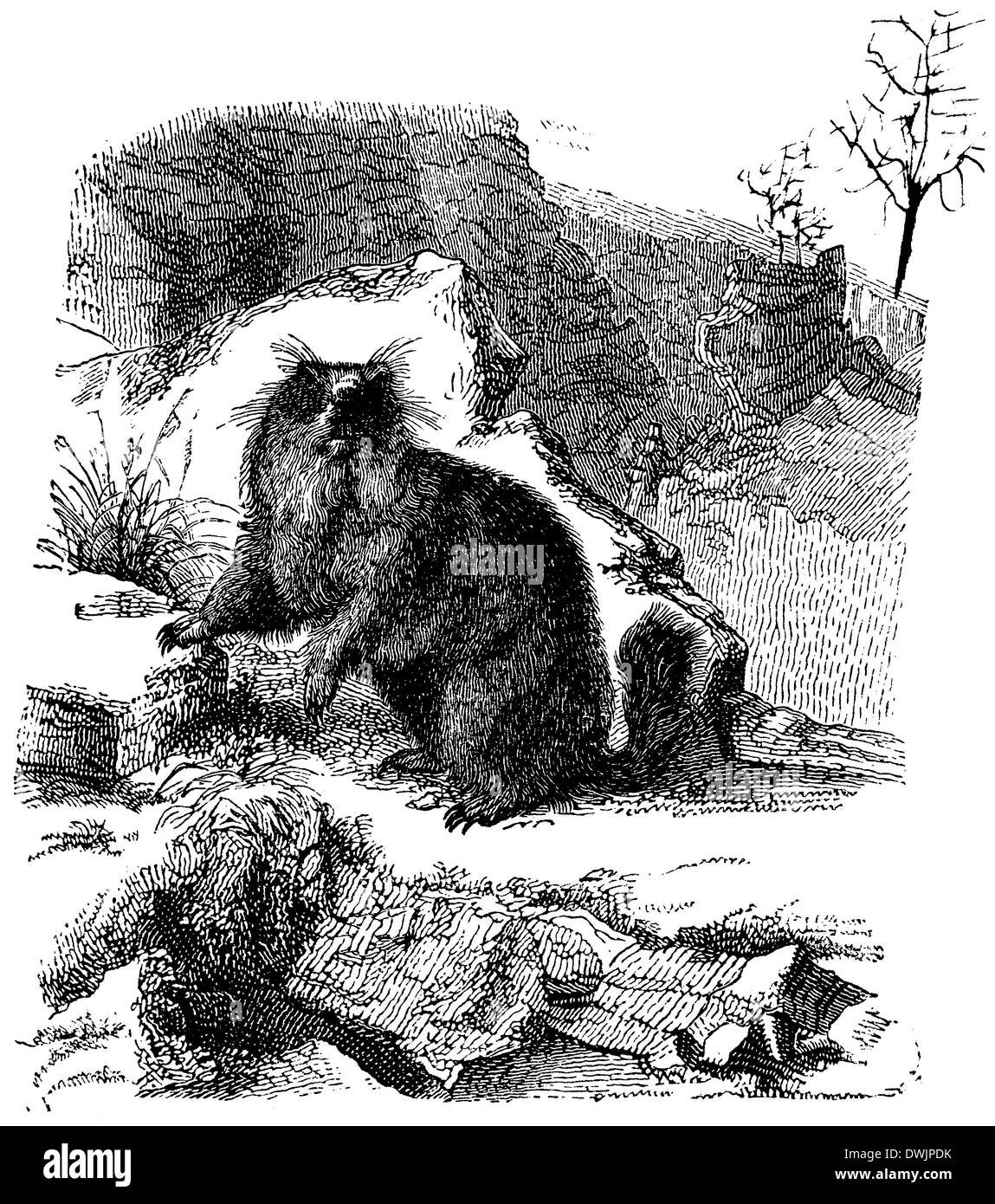 Arctomys marmota hi-res stock photography and images - Alamy