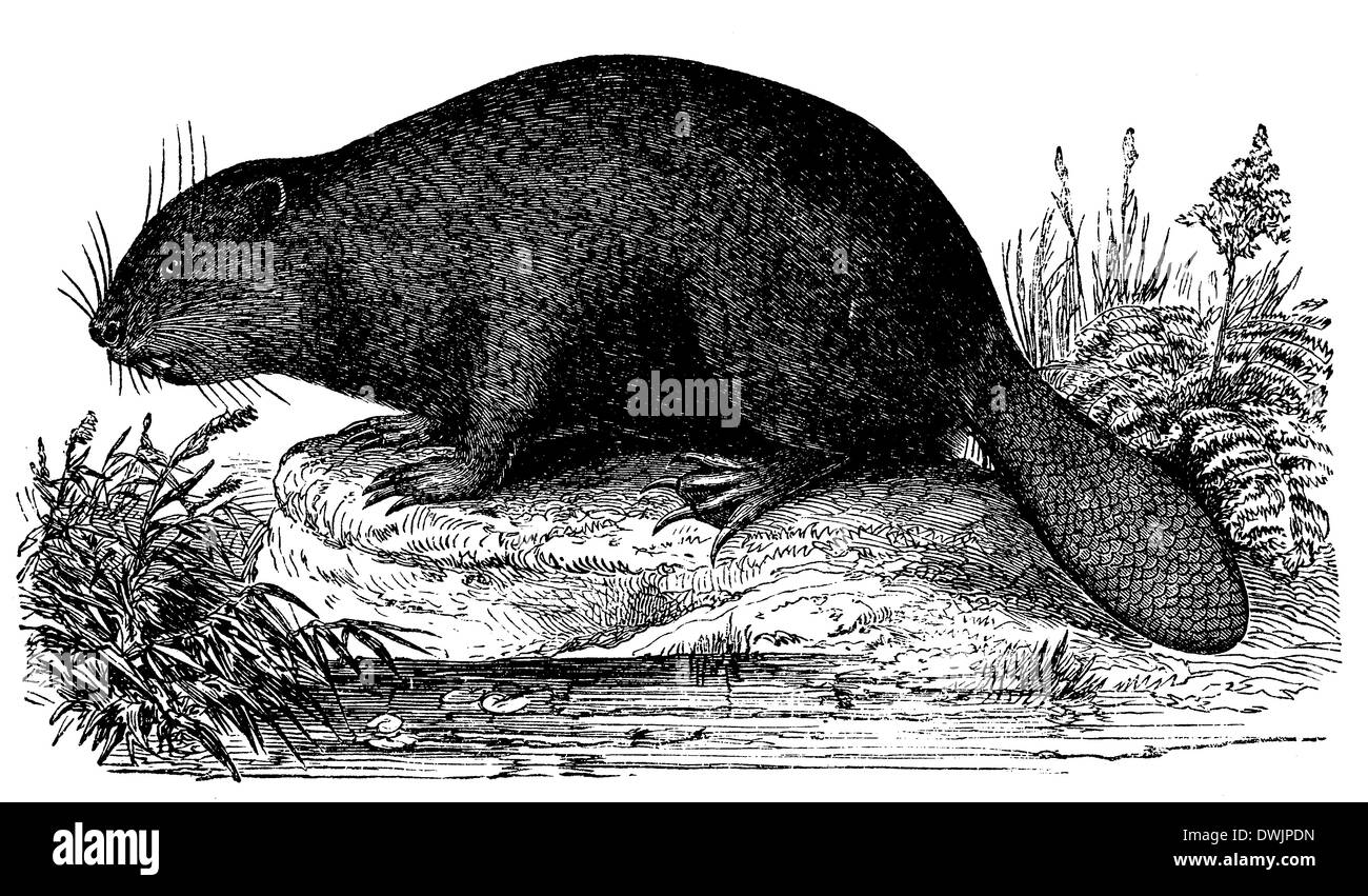 Beaver illustration vintage hi-res stock photography and images - Alamy