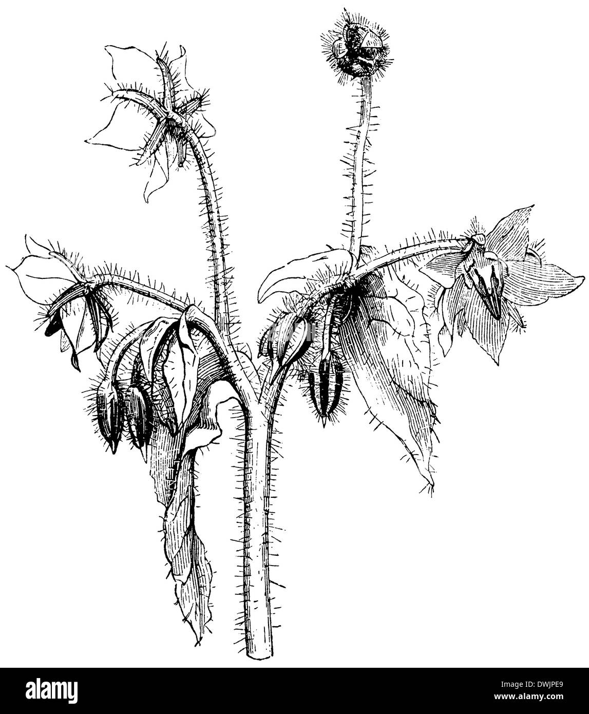 Borago officinalis illustration hi-res stock photography and images - Alamy