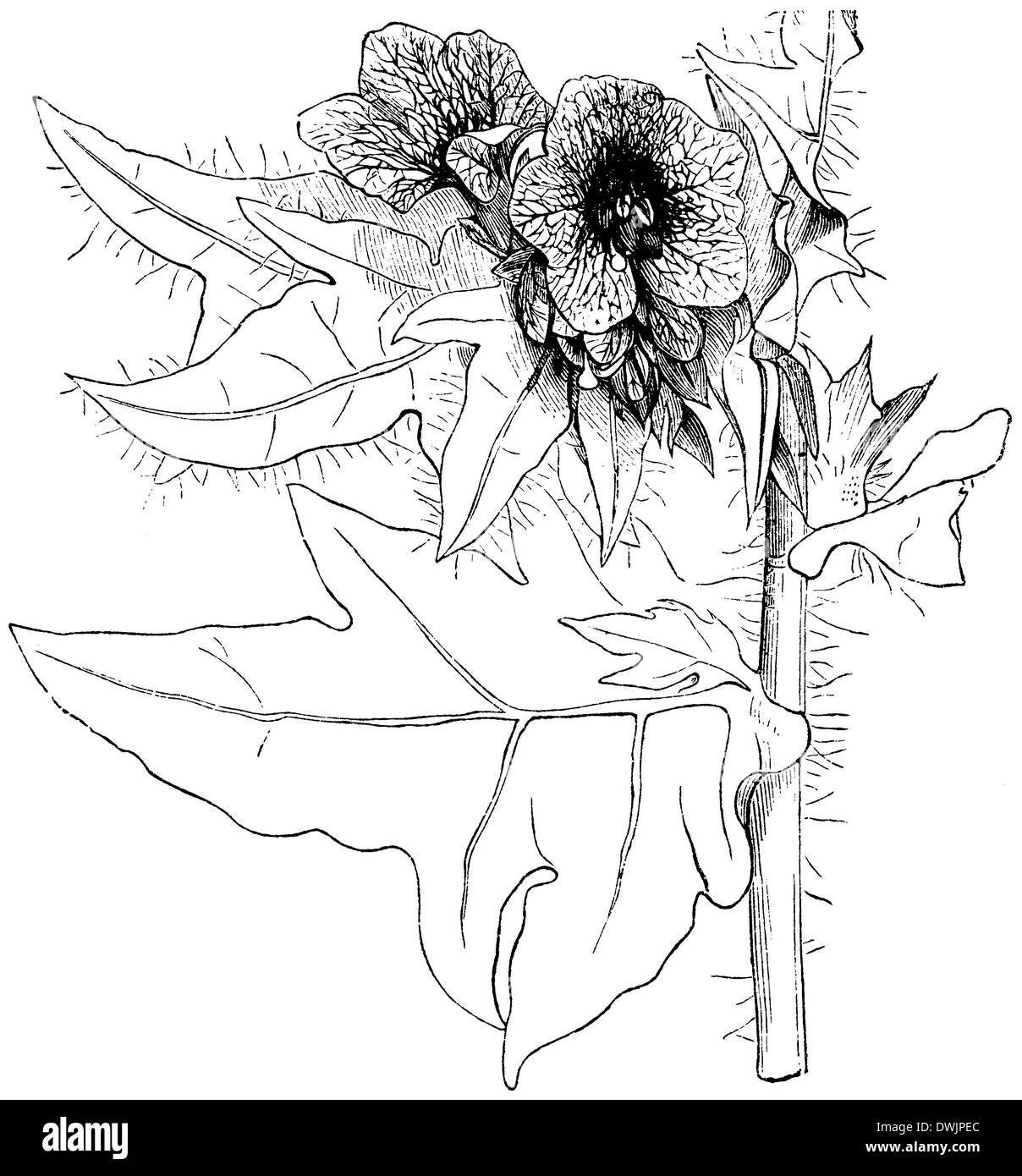 Henbane hi-res stock photography and images - Alamy