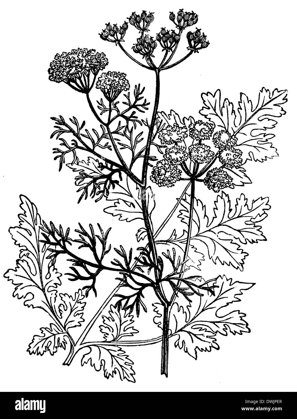 Botanical illustration coriander hi-res stock photography and images ...