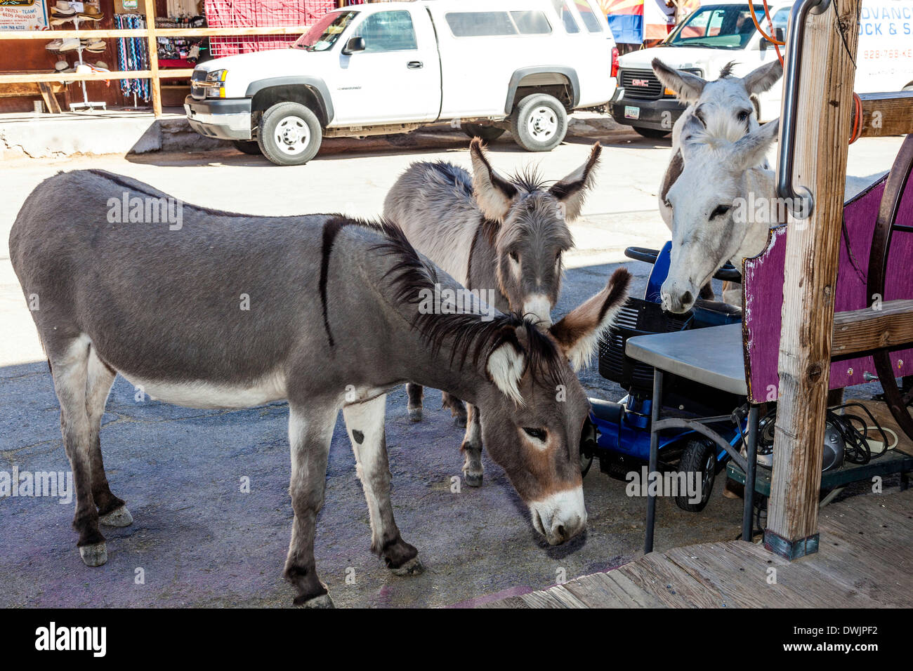 Burro's and Donkey's on street of Tourist destination and Cowboy Town ...