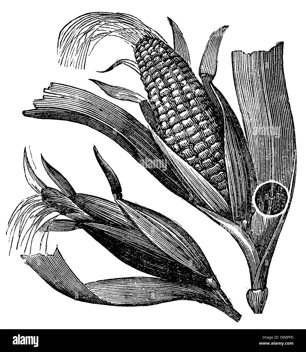 Mais corn hi-res stock photography and images - Alamy