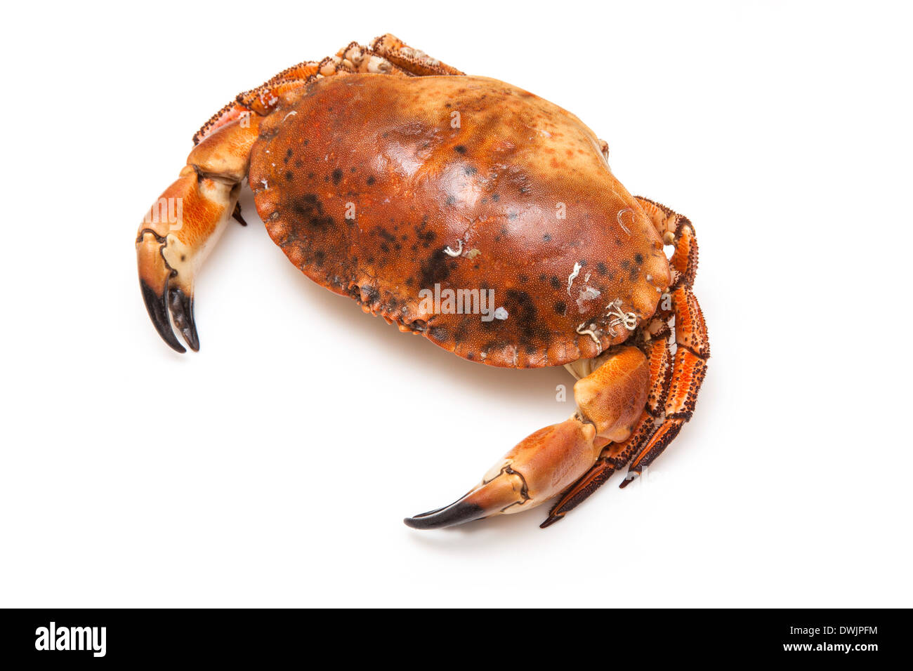 Cooked brown crab isolated on a white studio background Stock Photo - Alamy