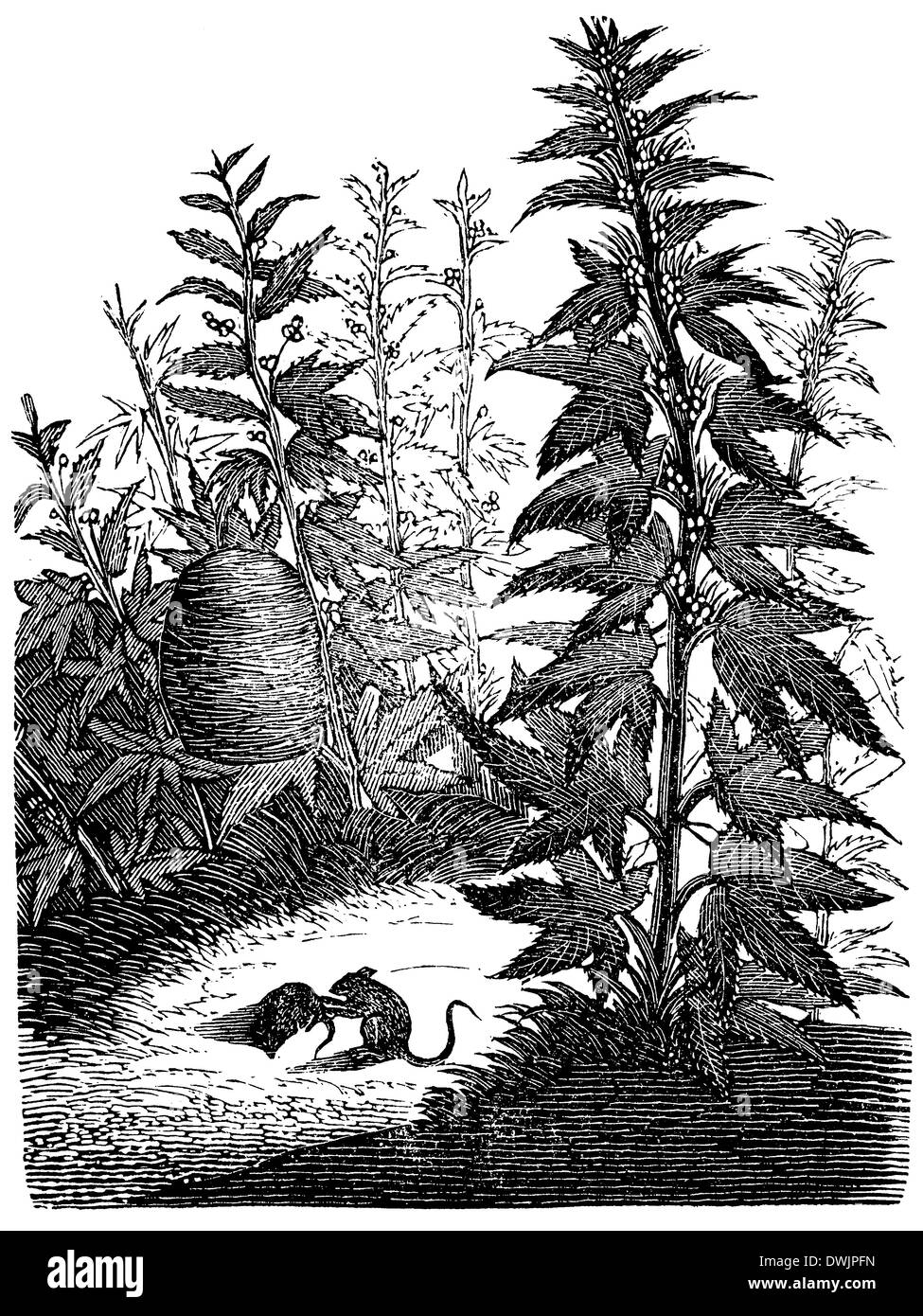 Hemp crop Black and White Stock Photos & Images - Alamy