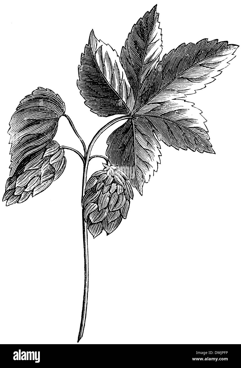 Botanical illustration of hops Black and White Stock Photos & Images ...
