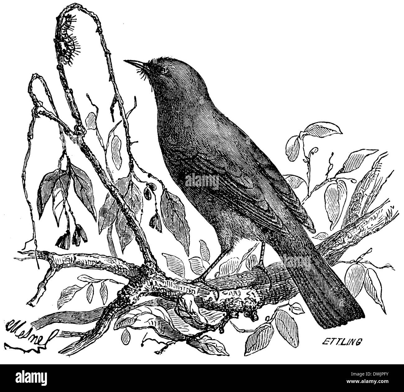 Nightingale Black and White Stock Photos & Images - Alamy