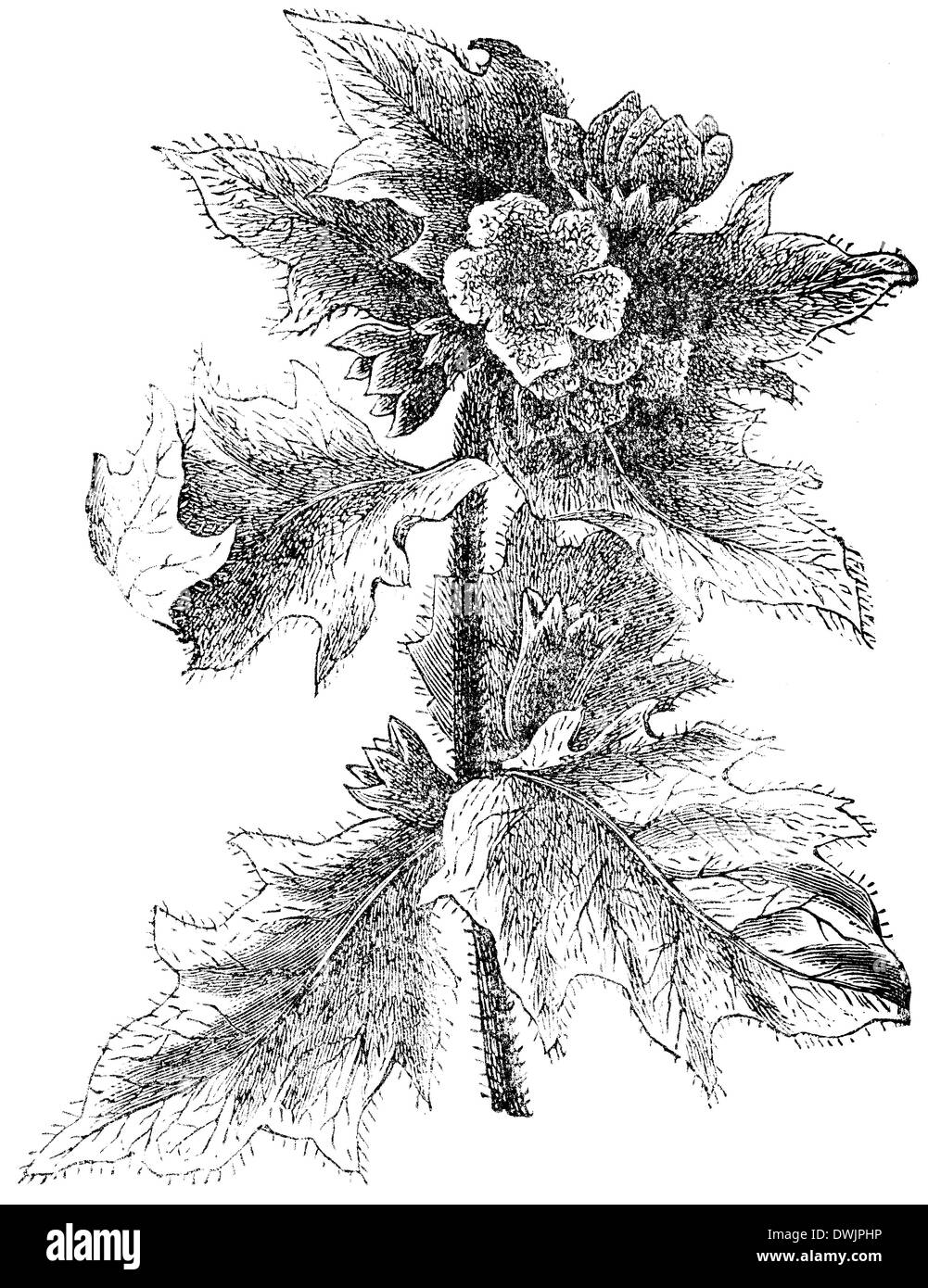 Henbane botanical illustration Cut Out Stock Images & Pictures - Alamy