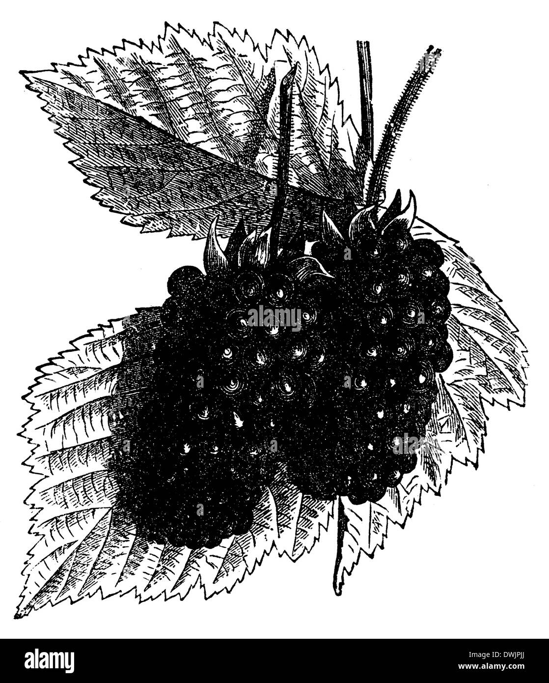 Botanical blackberry illustration hi-res stock photography and images ...