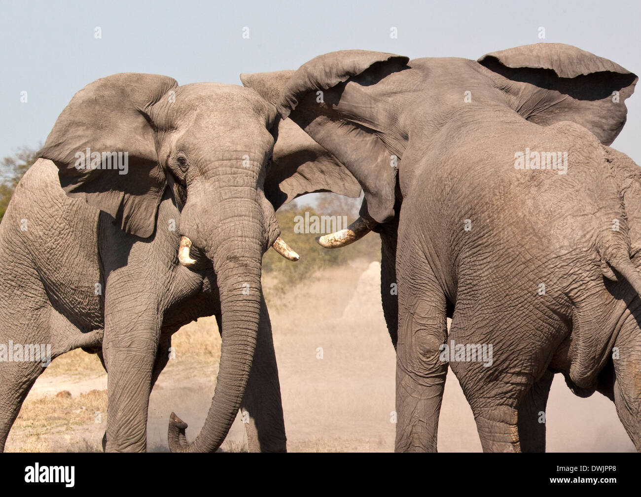 Fighting elephant hi-res stock photography and images - Alamy