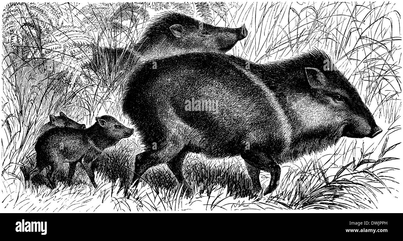 Peccary drawing hi-res stock photography and images - Alamy