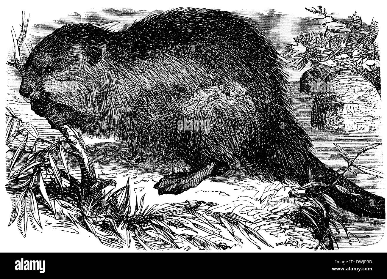 Beaver illustrations hi-res stock photography and images - Alamy