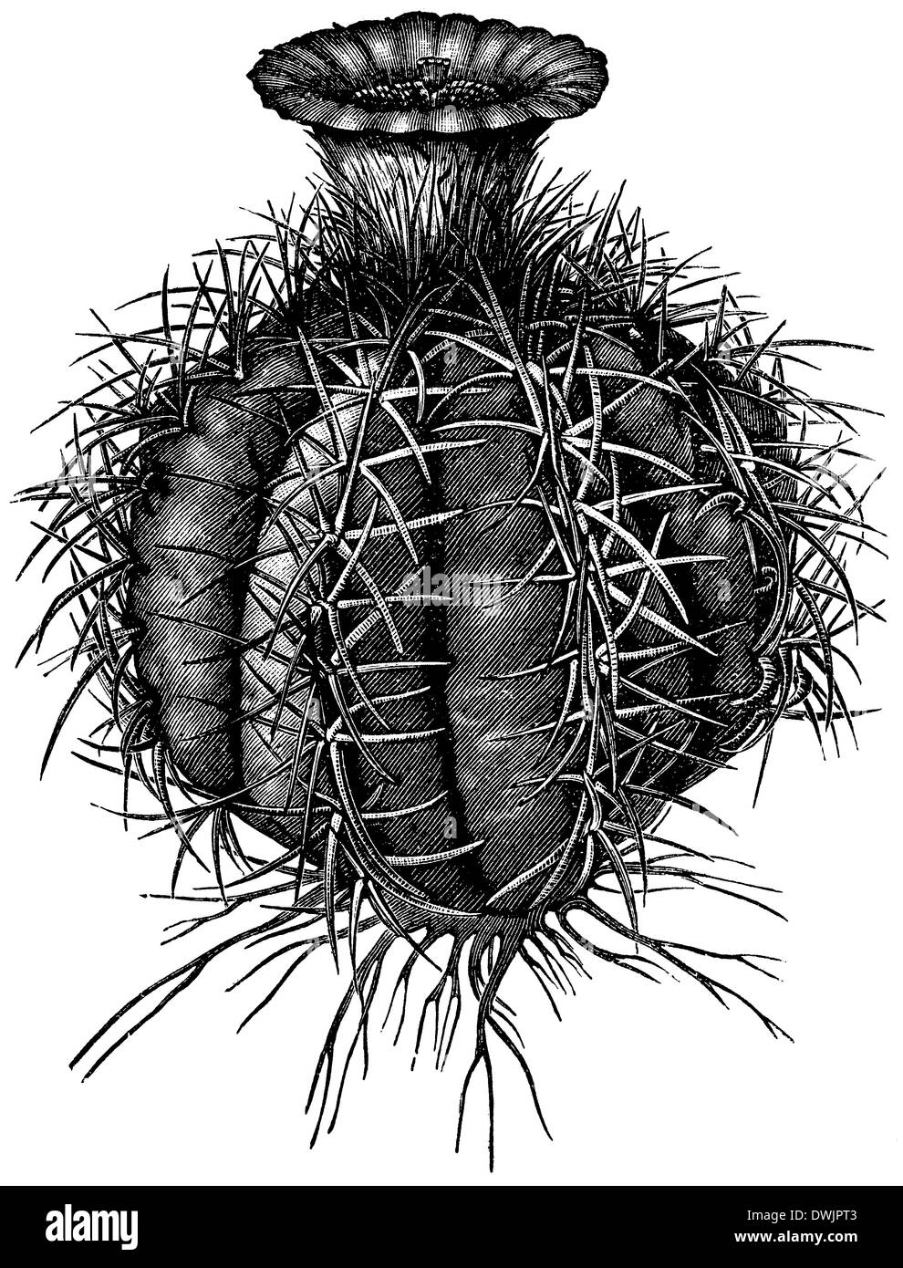Barrel Cactus Drawing