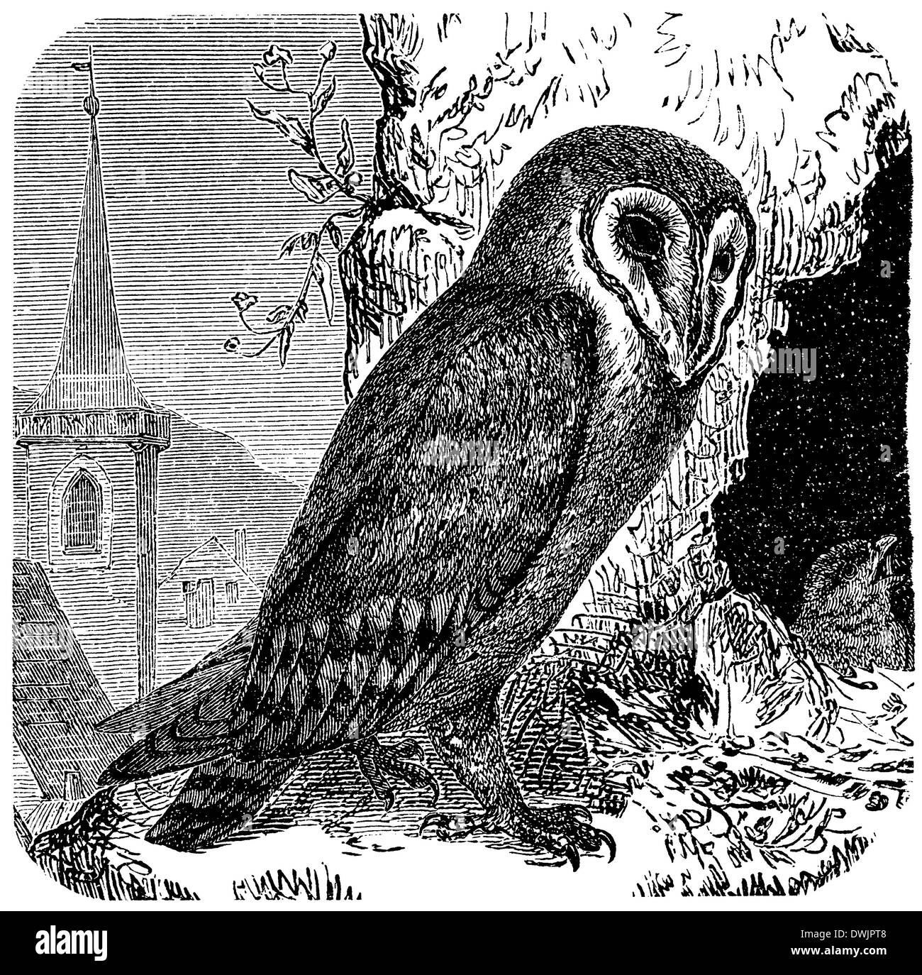 Vintage owl illustrations hi-res stock photography and images - Alamy
