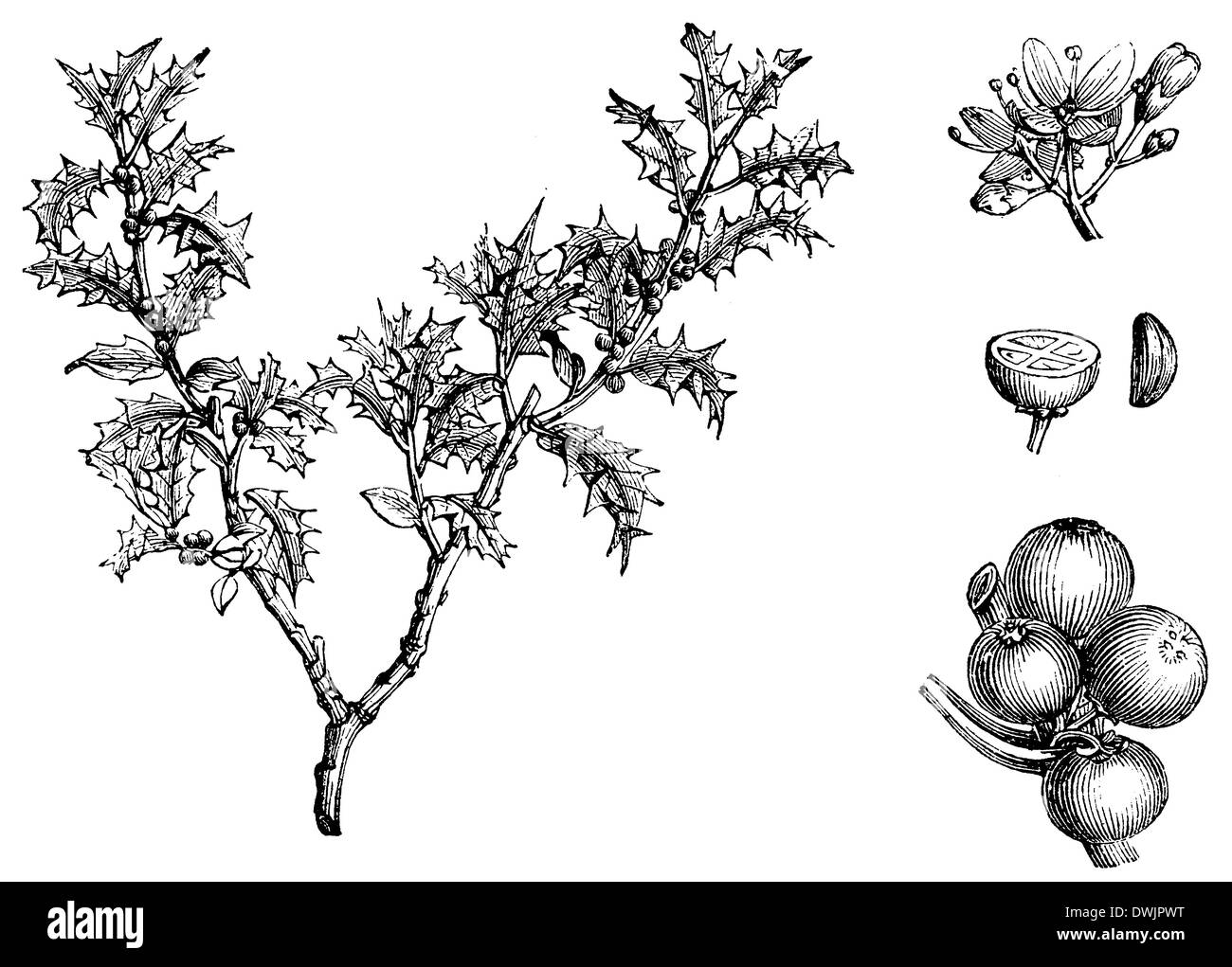 English or common holly Cut Out Stock Images & Pictures - Alamy