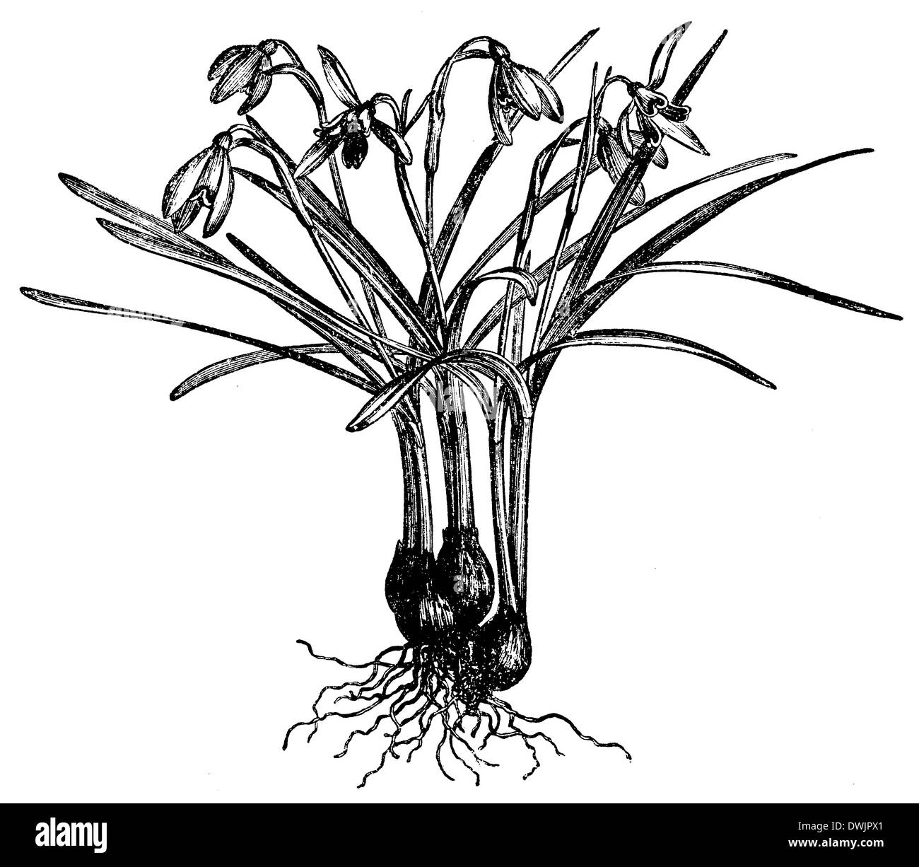 Snowdrop botanical illustration Cut Out Stock Images & Pictures - Alamy