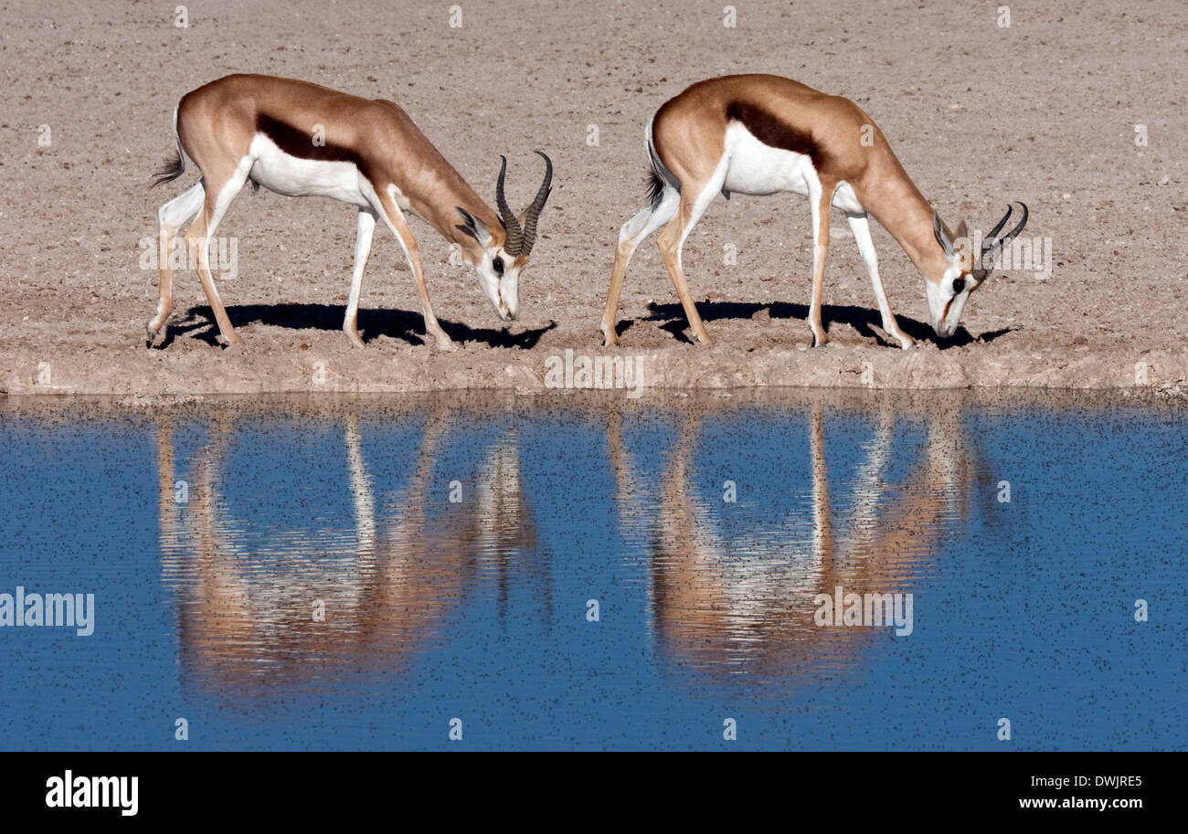 Two young male Springbok (Antidorcas marsupialis) near a fly covered ...