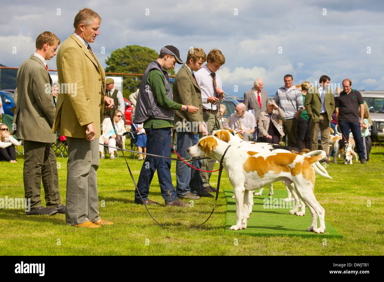 Fox hounds hi-res stock photography and images - Alamy