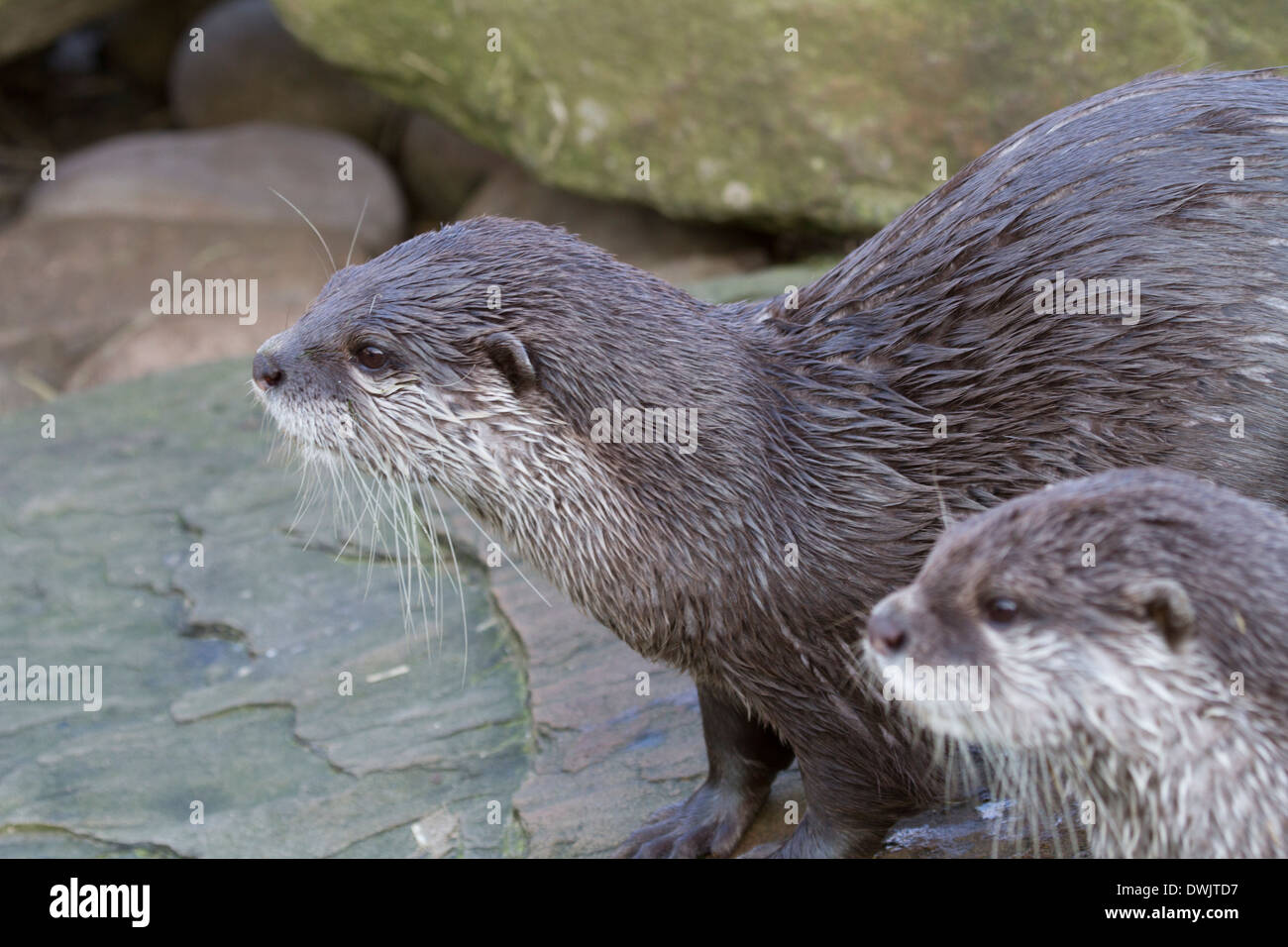 amblonyx, animal, asia, asian, bank, brown, carnivore, cinereus, clawed ...