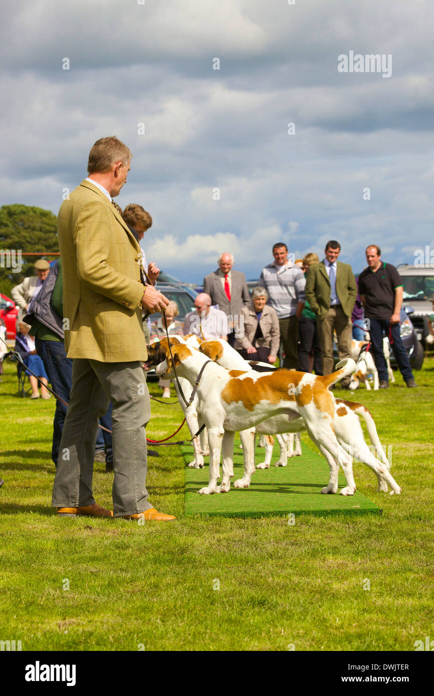 Fox Hounds being shown by theyr owners at Threlkeld Show, Threlkeld ...