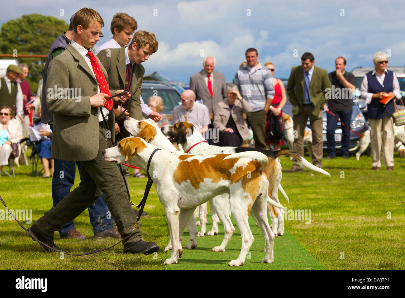Fox Hounds being shown by theyr owners at Threlkeld Show, Threlkeld ...