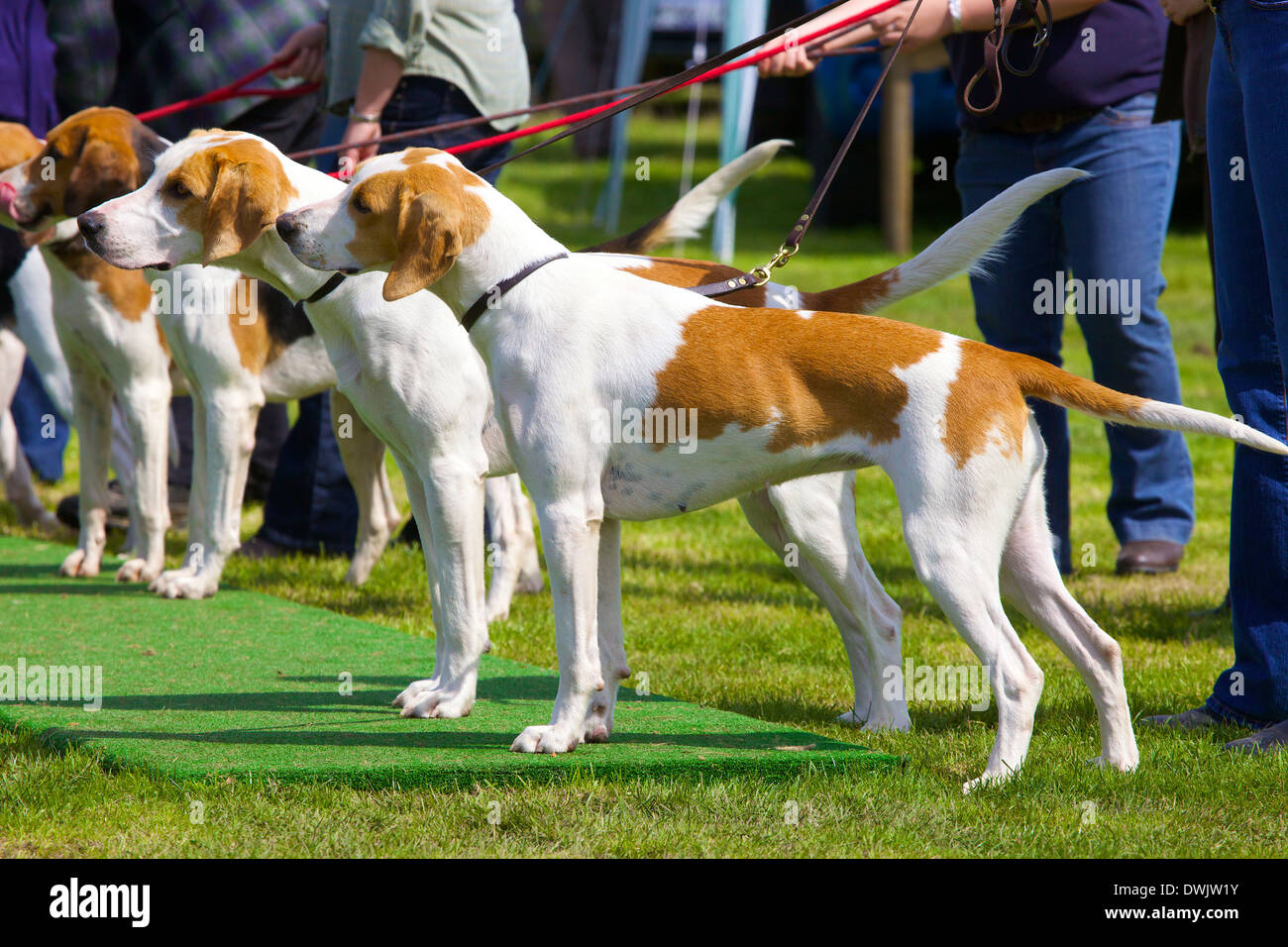 Fox and hounds hi-res stock photography and images - Alamy