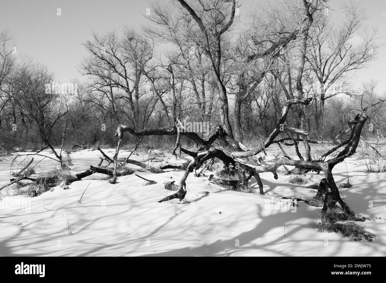 Collapsed tree hi-res stock photography and images - Alamy