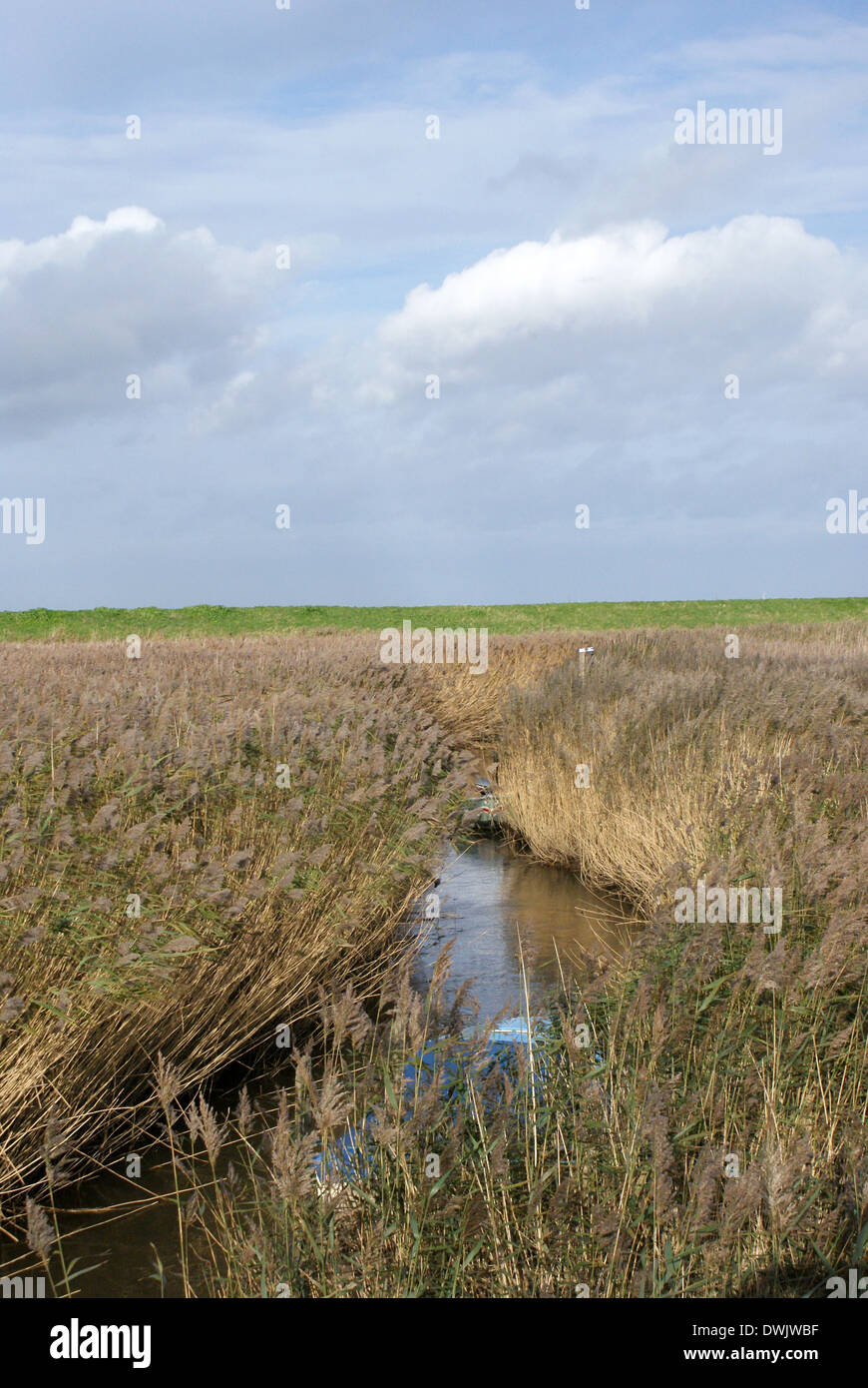 Norfolk Reeds at Cley salt marsh in Norfolk UK Stock Photo - Alamy