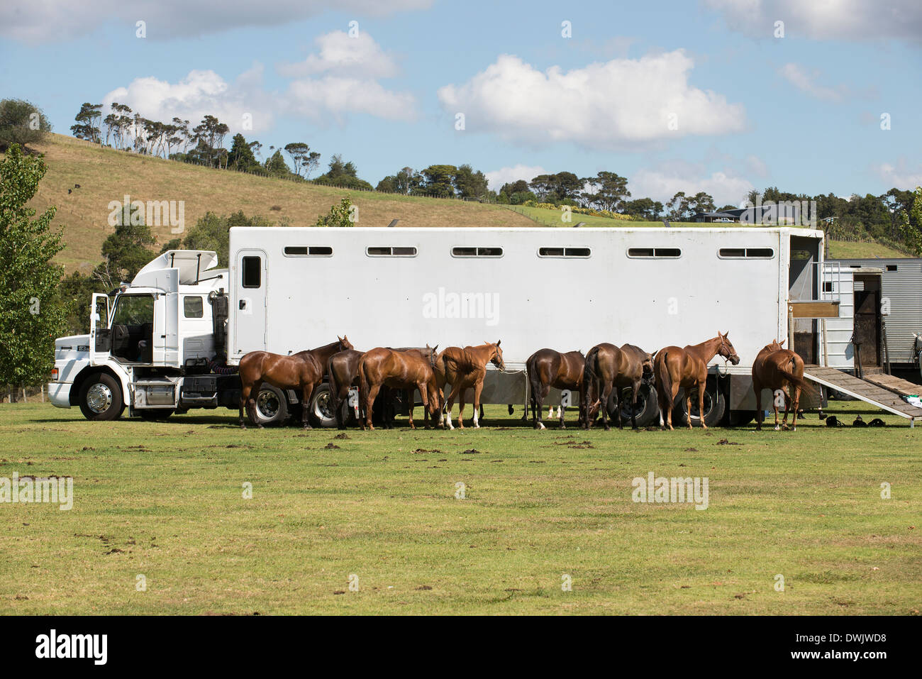 Polo pony transport New Zealand Very large horsebox Stock Photo - Alamy