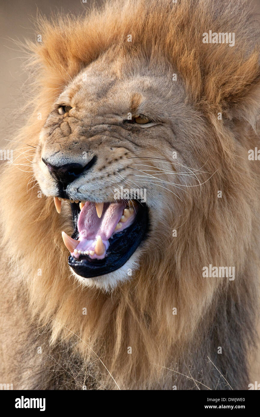 A mature male lion ( Panthera leo) in the Savuti Region of Botswana ...