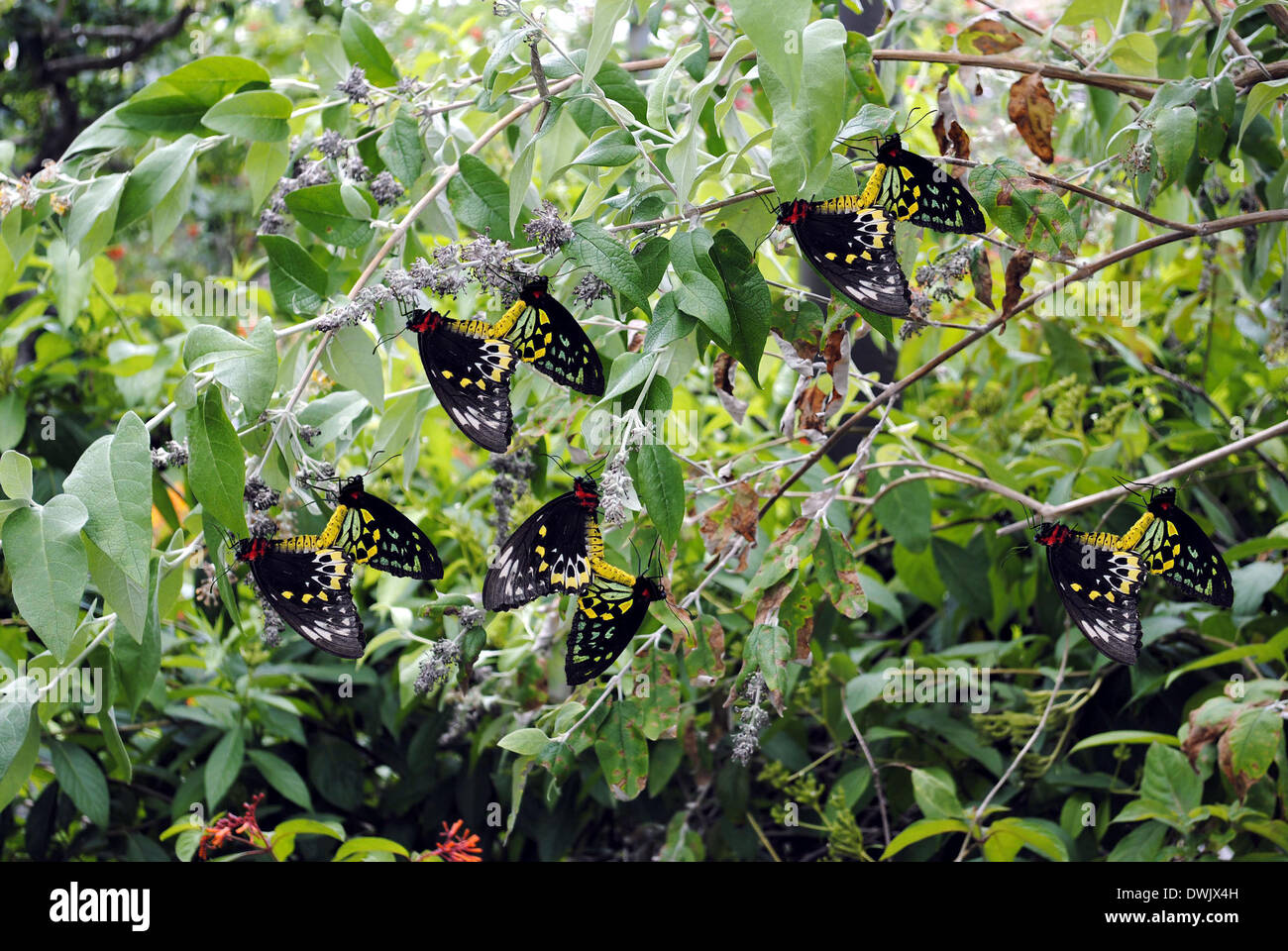 'ornithopter' hi-res stock photography and images - Alamy