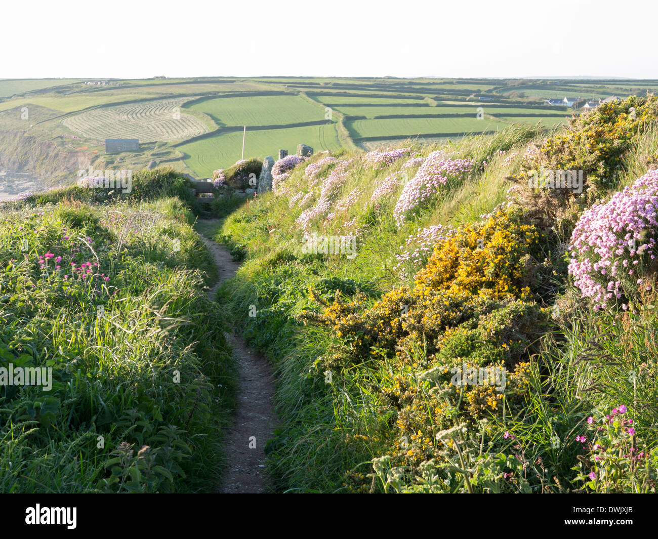 South West Coast Path , on the Lizard, near Gunwalloe, Cornwall. Wild ...