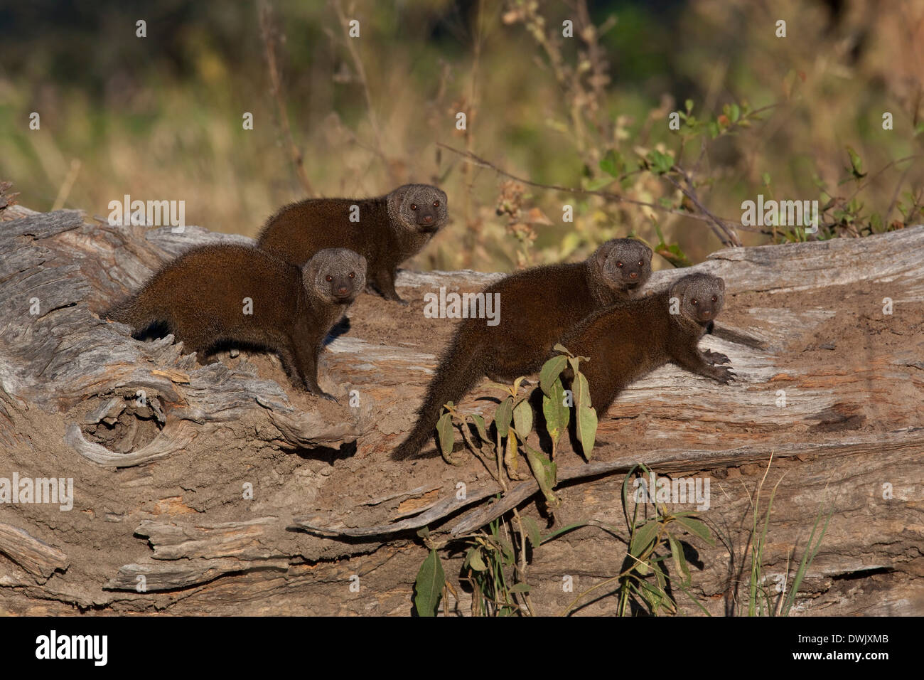 A group of Dwarf Mongoose (Helogale parvula) on a dead tree in the ...