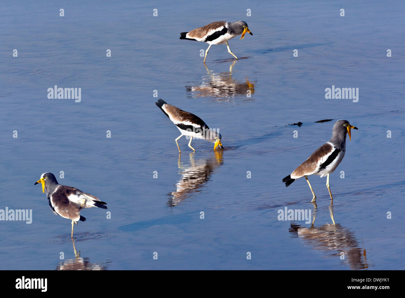 African wattle lapwing hi-res stock photography and images - Alamy