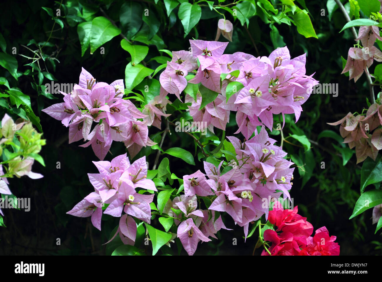 Bougainvillea spectabilis climbing hi-res stock photography and images ...