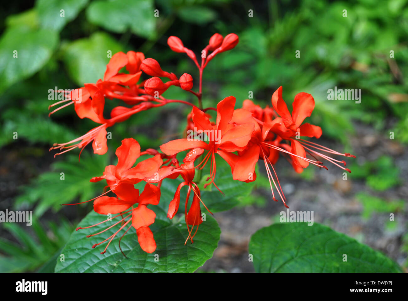Java glorybower clerodendrum speciosissimum blooming hi-res stock ...