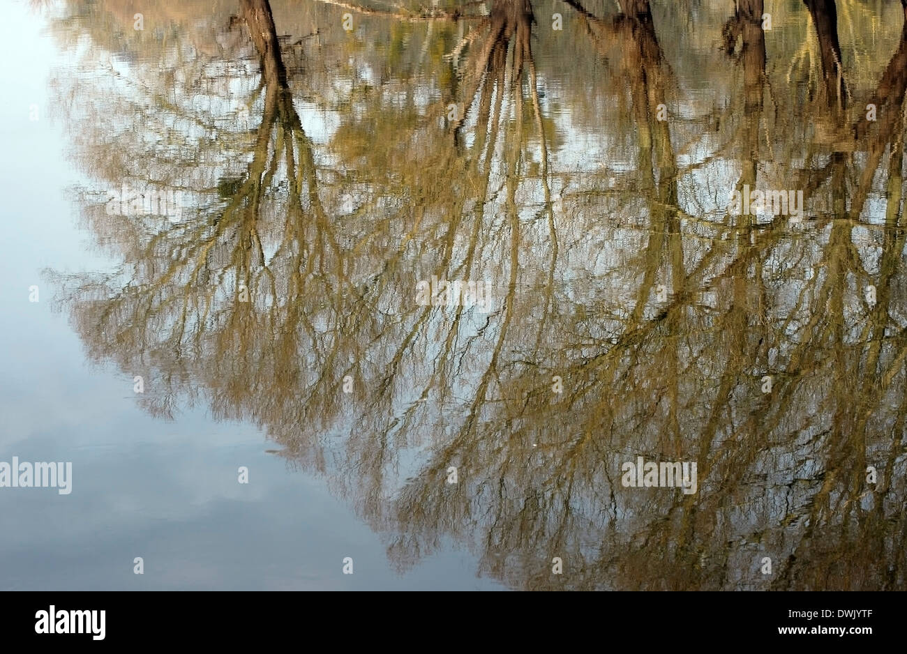 Tree reflections in water Stock Photo - Alamy