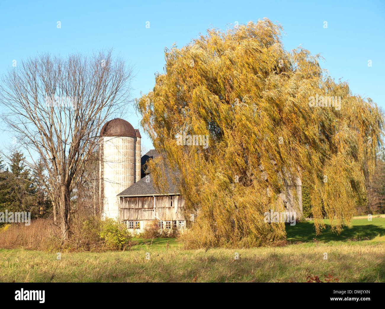 Abandoned barn willow tree hi-res stock photography and images - Alamy
