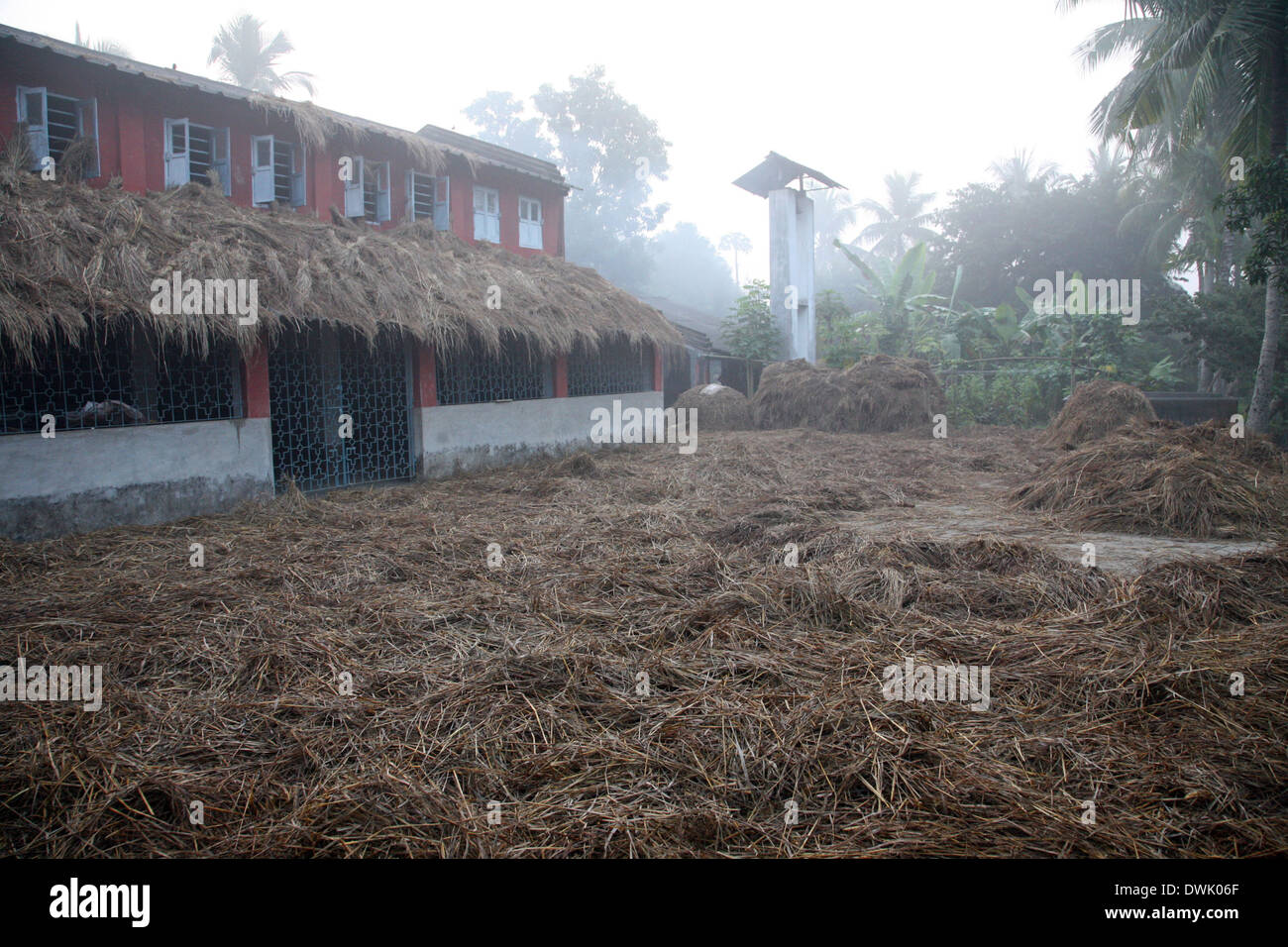 India rice straw hi-res stock photography and images - Alamy