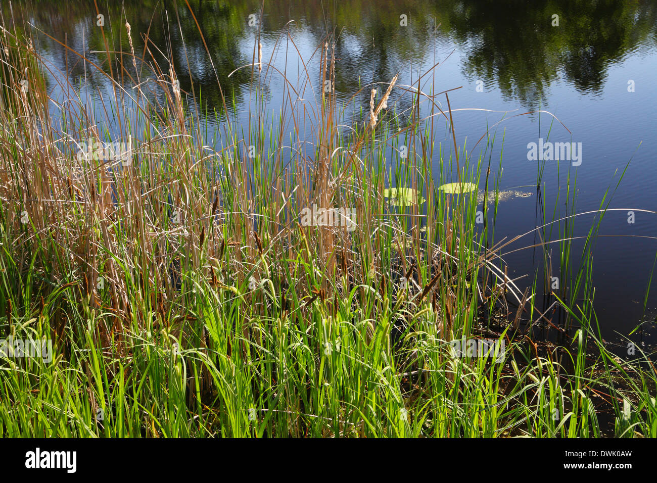 Plants on the river bank hi-res stock photography and images - Alamy