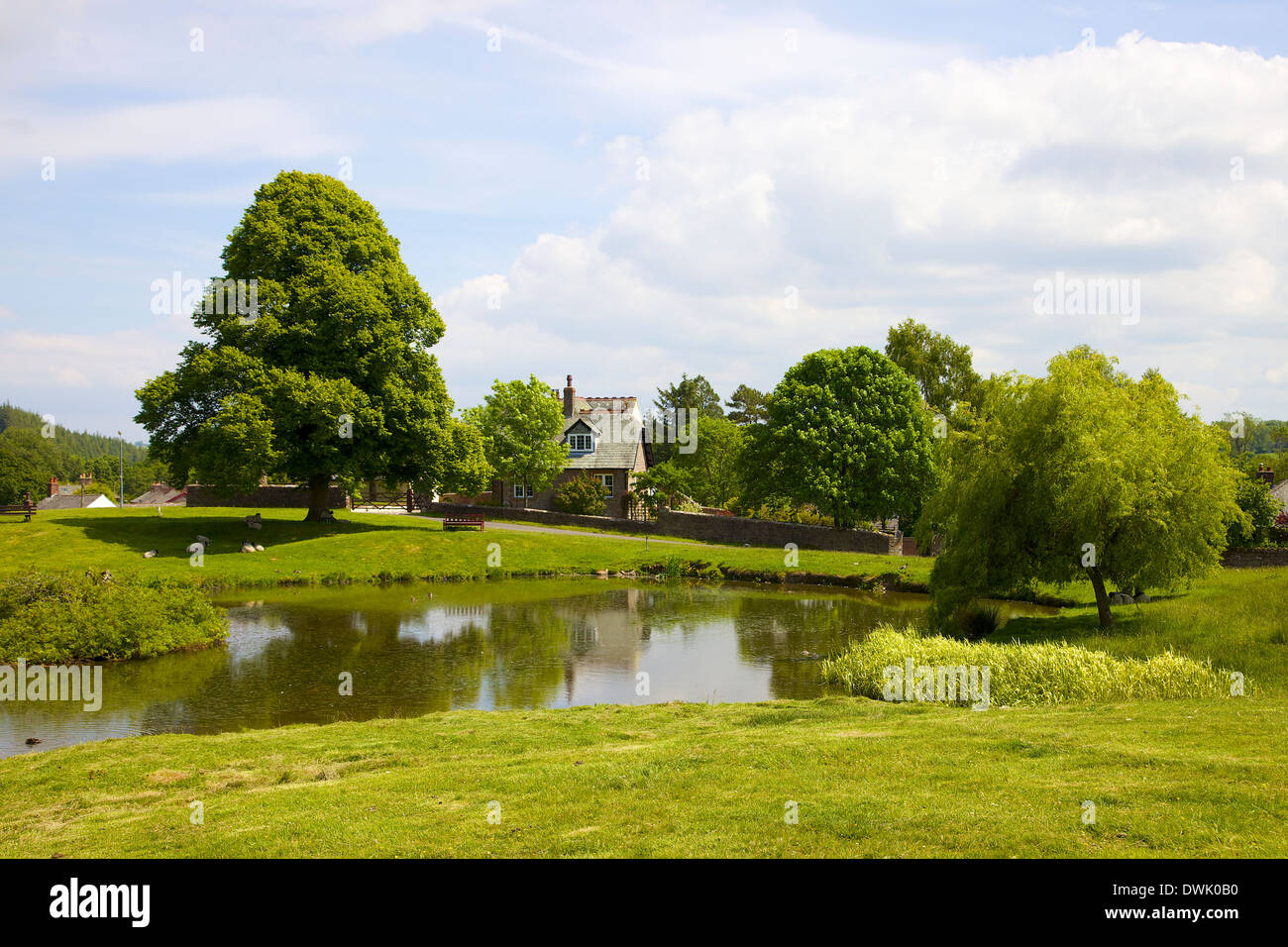 Mill pond and tree at Caldbeck, Lake District, Cumbria, England, United ...